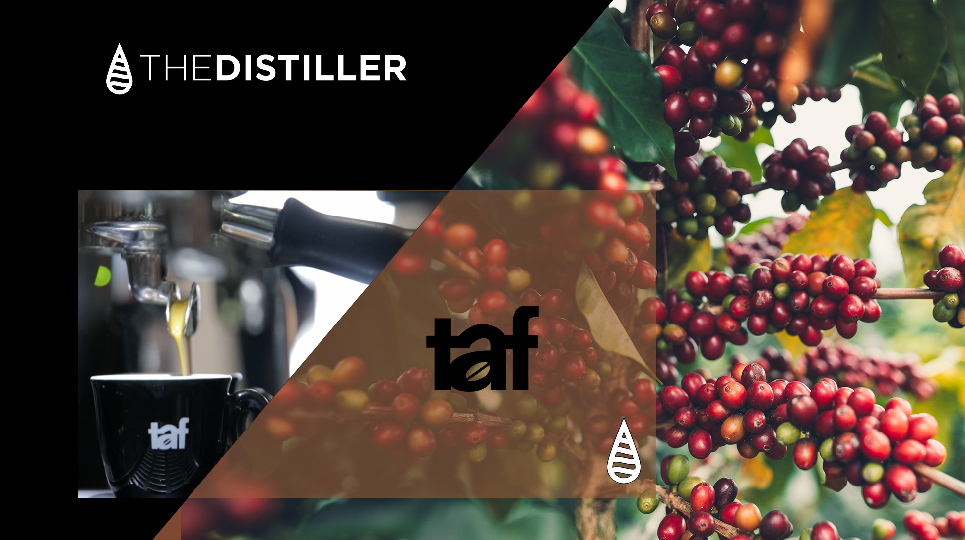 Introducing Cafe Taf | The Distiller